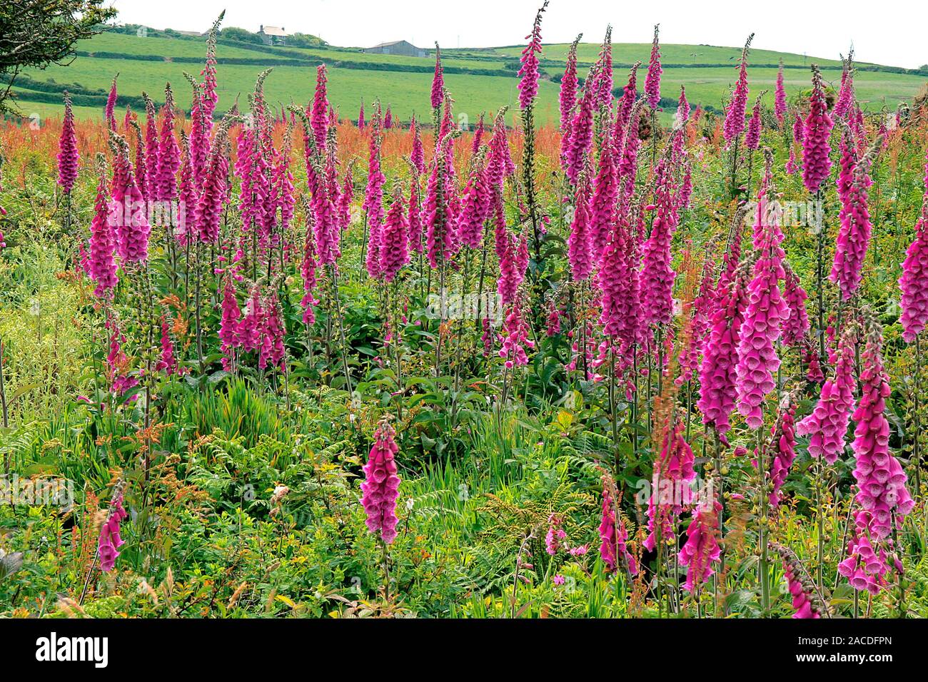 Biennial Foxgloves (Digitalis purpurea) in a meadow. Foxgloves contain ...