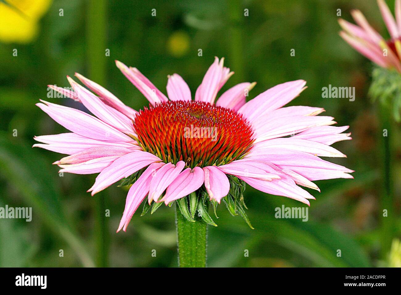 Echinacea (Echinacea purpurea) flower. The root of this plant is used ...