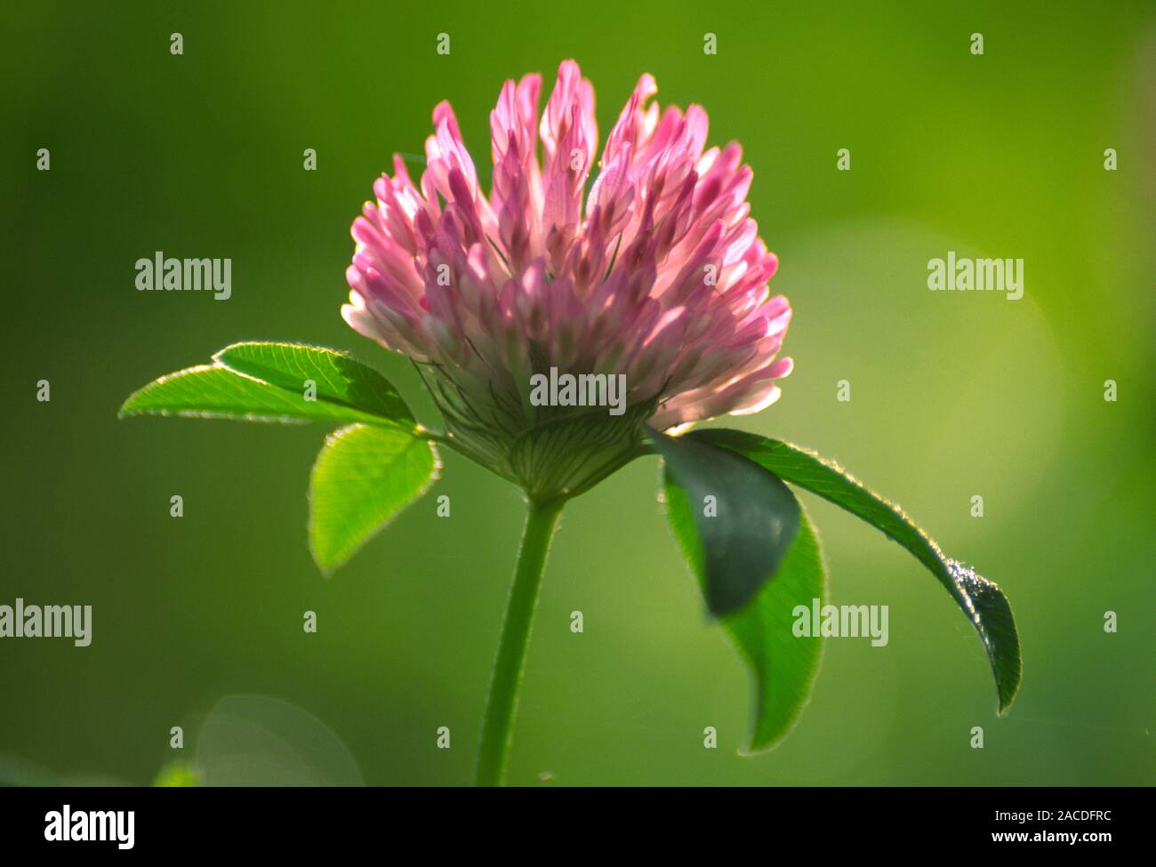 Red clover flower (Trifolium pratense). The dried flowers of this plant ...