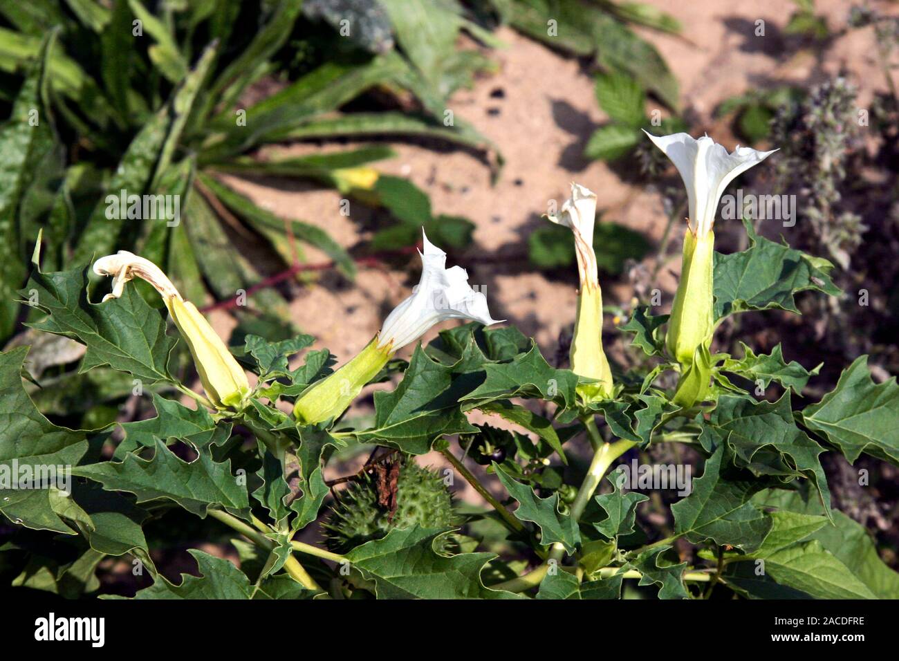 Thorn apple flowers and fruit (Datura stramonium). The fruit is lower ...