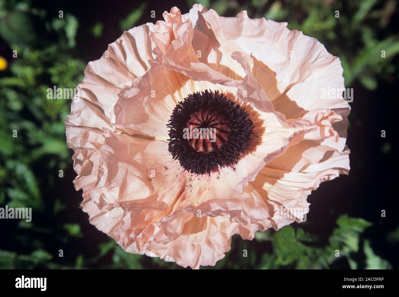 Opium poppy (Papaver somniferum) flower. This poppy is the source of ...