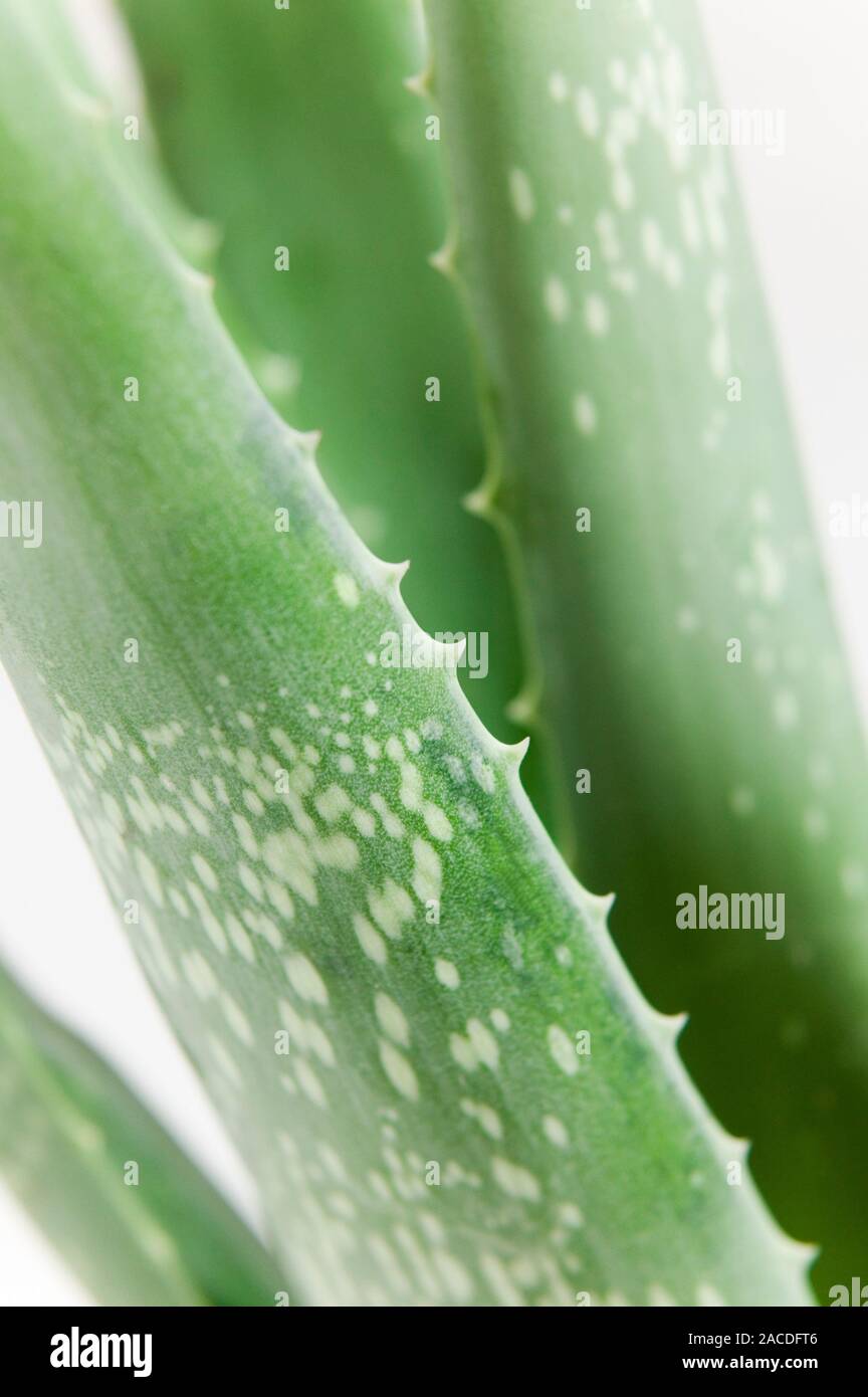 Aloe vera leaves. Aloe vera is used externally to relieve skin ...