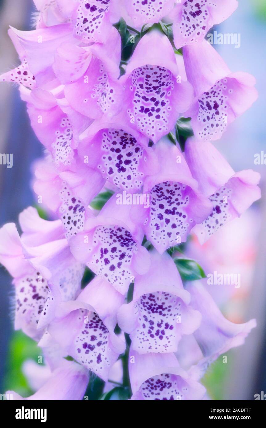 Foxglove (Digitalis purpurea 'Giant Shirley') flowers. The foxglove ...