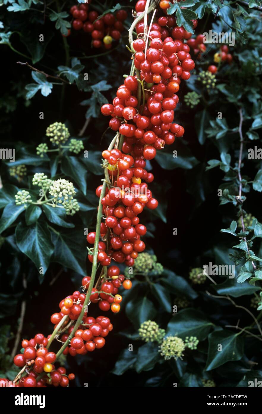 Black bryony berries (Tamus communis) amongst ivy (Hedera helix, left ...