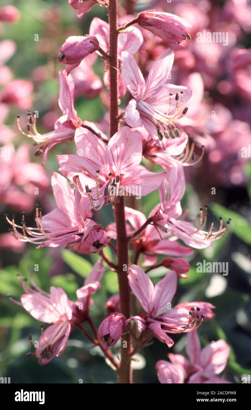 Burning bush (Dictmanus albus) spike with flowers. This plant has ...