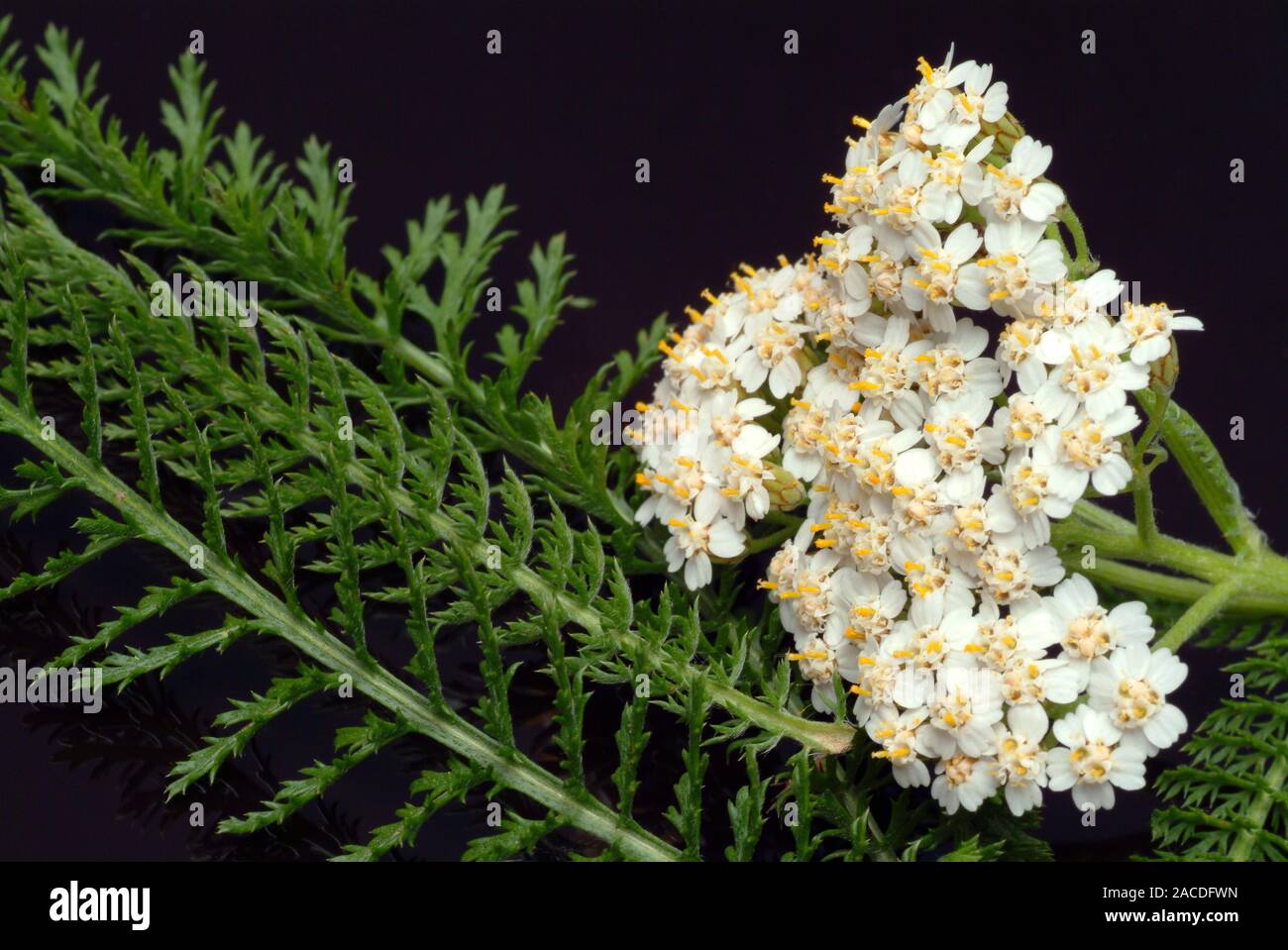Yarrow flowers (Achillea millefolium Stock Photo - Alamy