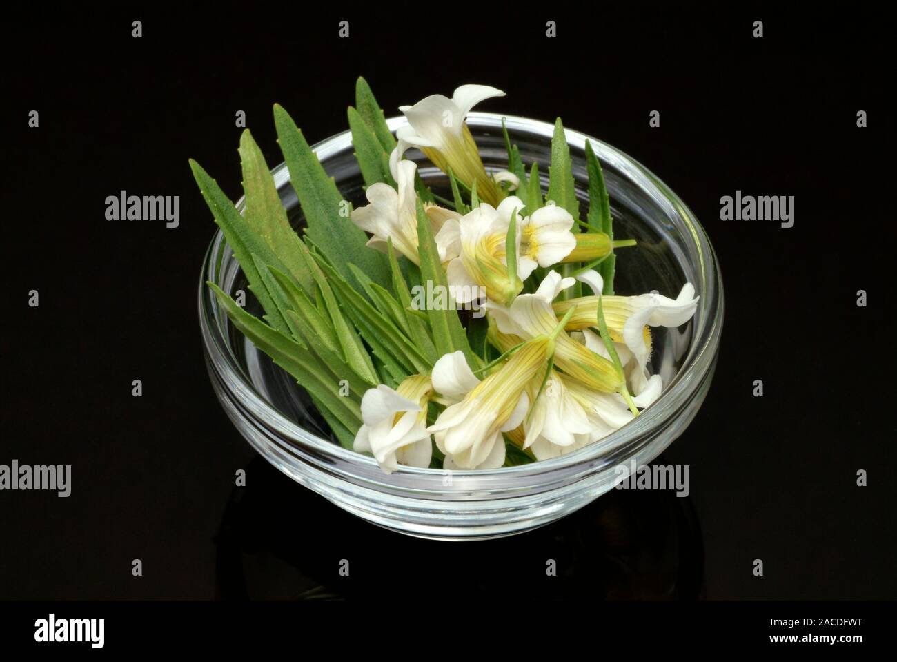 Hedge hyssop flowers (Gratiola officinalis) in bowl Stock Photo - Alamy