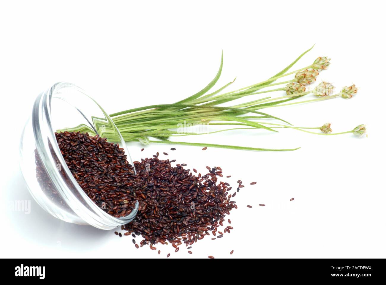 Sand plantain (Plantago psyllium) seeds spilling from a bowl next to ...