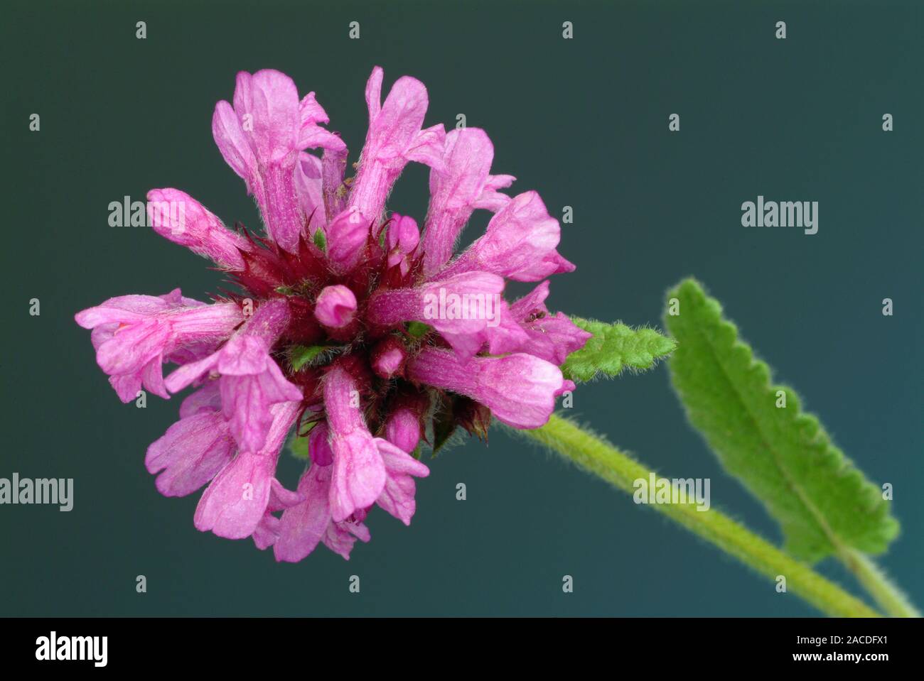 Betony flowers (Stachys officinalis Stock Photo - Alamy