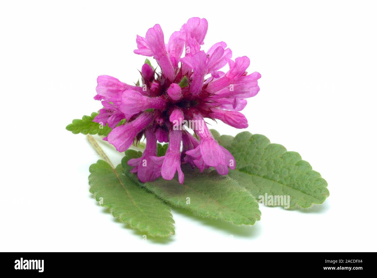 Betony flowers (Stachys officinalis Stock Photo - Alamy