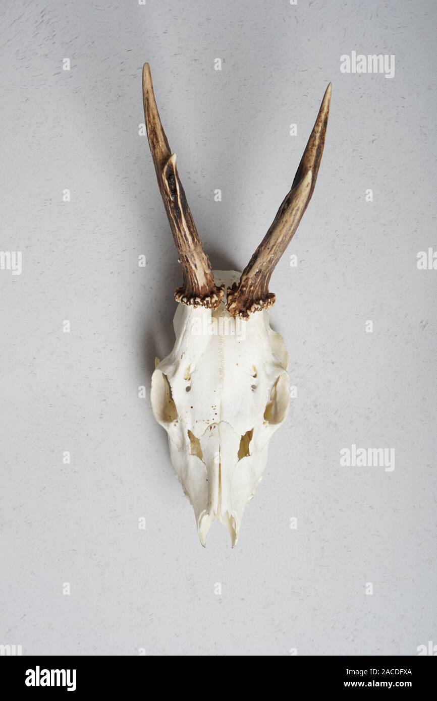Deer skull hi-res stock photography and images - Alamy