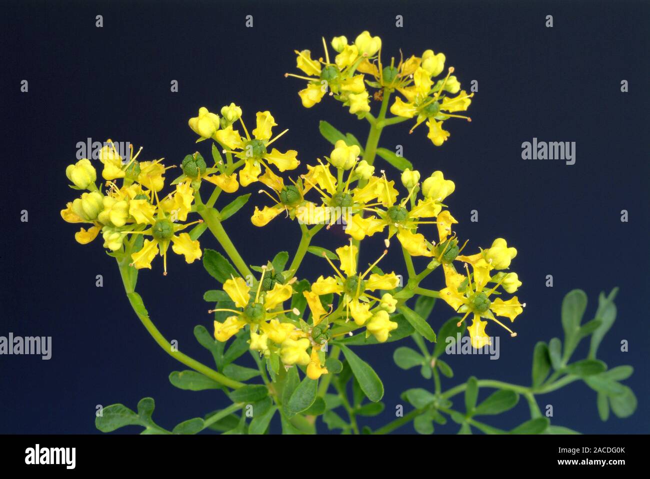 Rue flowers (Ruta graveolens Stock Photo - Alamy