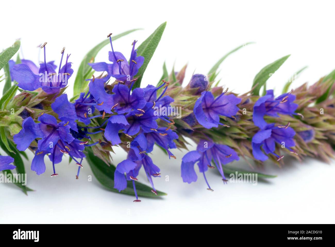 Hyssop flowers (Hyssopus officinalis Stock Photo - Alamy