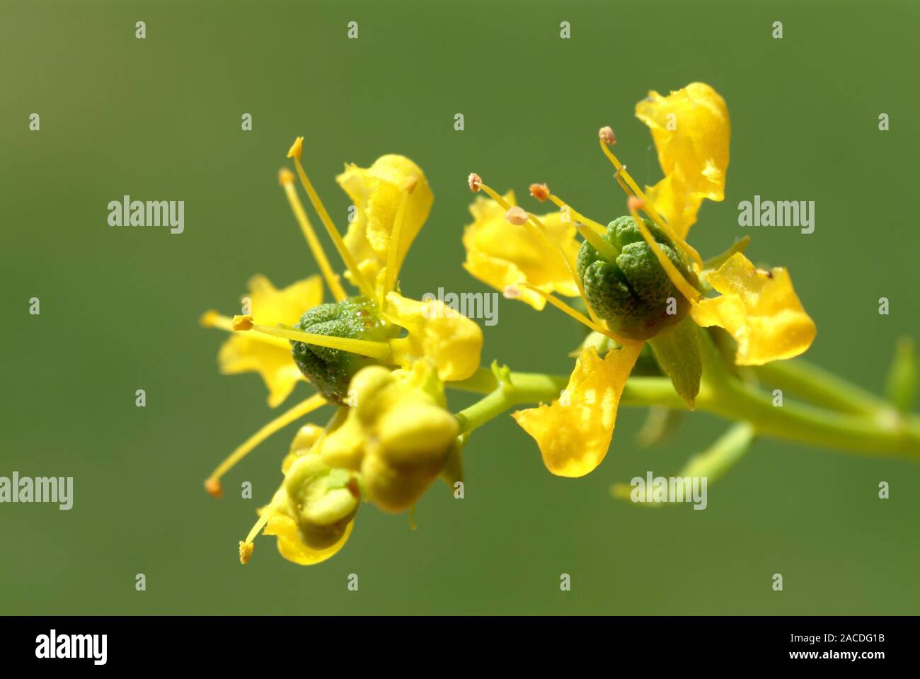 Rue flowers (Ruta graveolens Stock Photo - Alamy