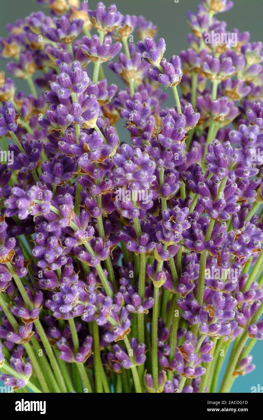Lavender flowers (Lavandula officinalis Stock Photo - Alamy