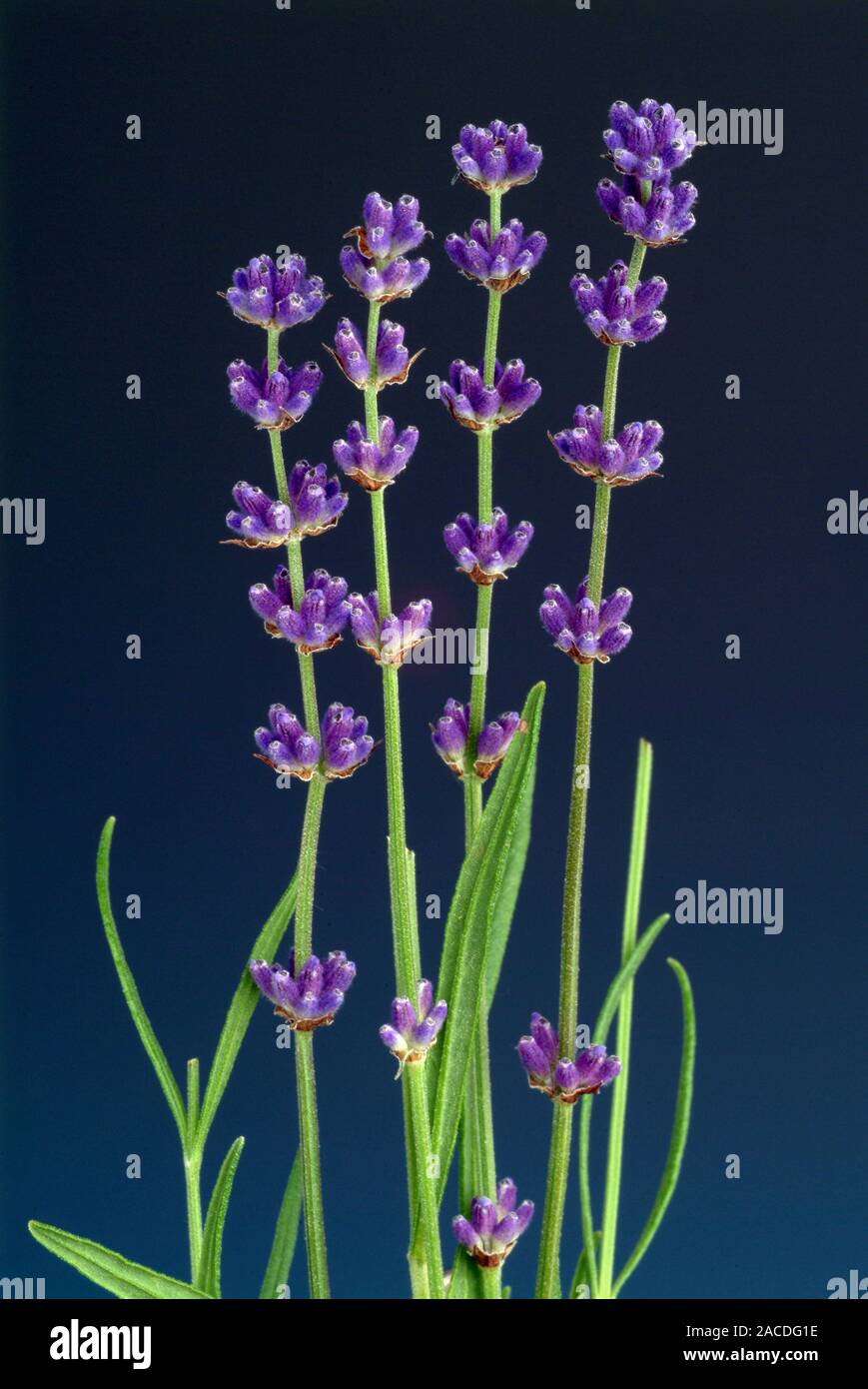 Lavender flowers (Lavandula officinalis Stock Photo - Alamy