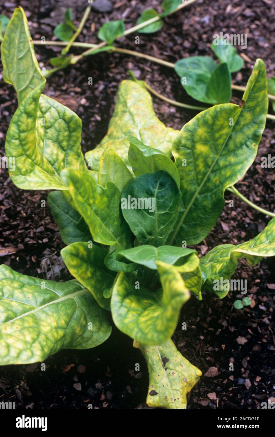 Mandrake (Mandragora officinarum). This plant belongs to the nightshade ...