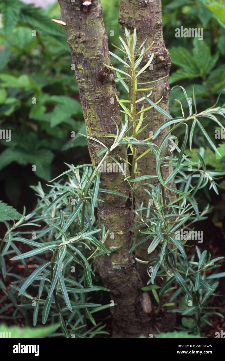 Sea buckthorn (Hippophae rhamnoides) stem and leaves. The fruit of this ...