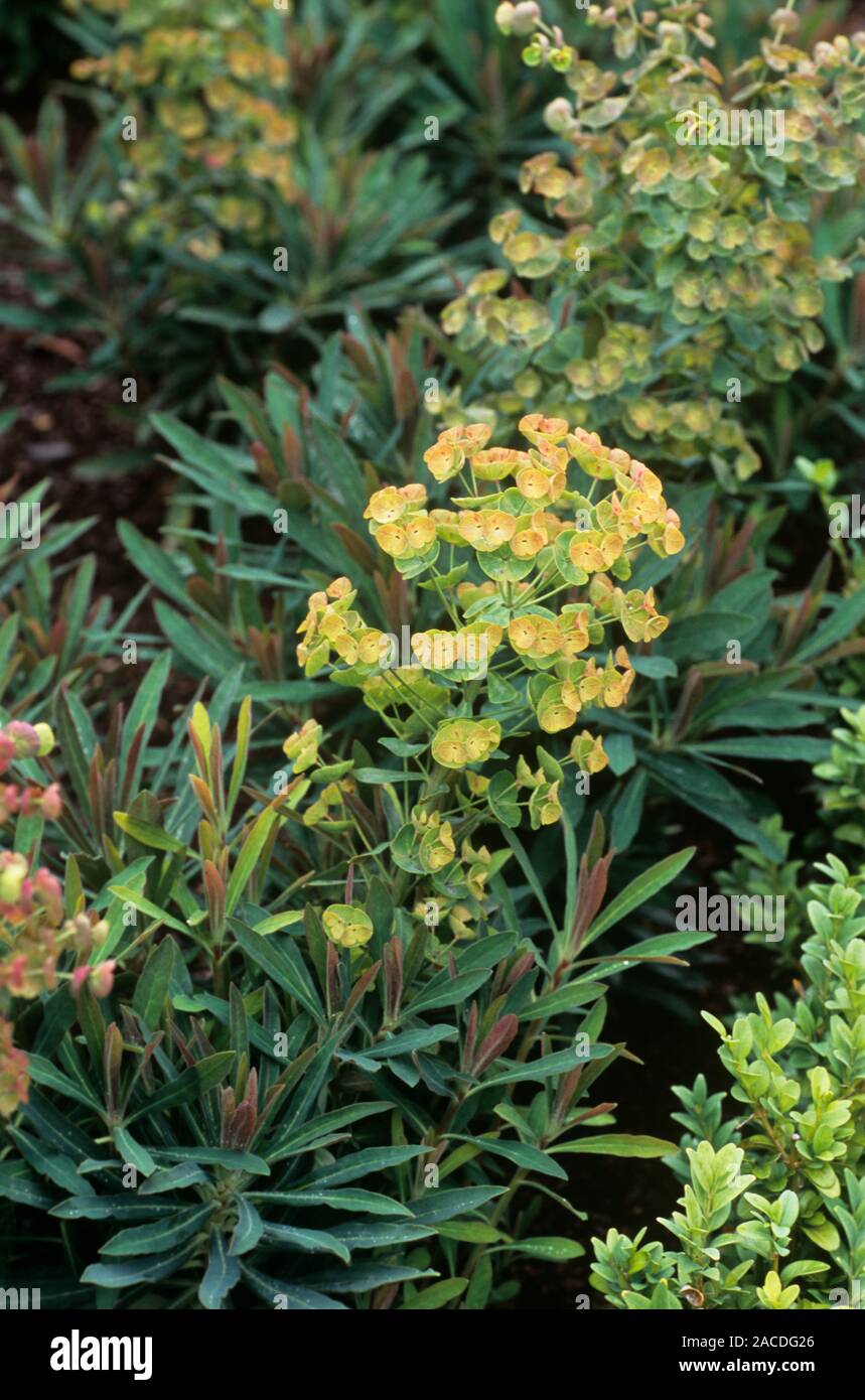 Spurge (Euphorbia x martinii). This plant contains a phototoxic latex ...