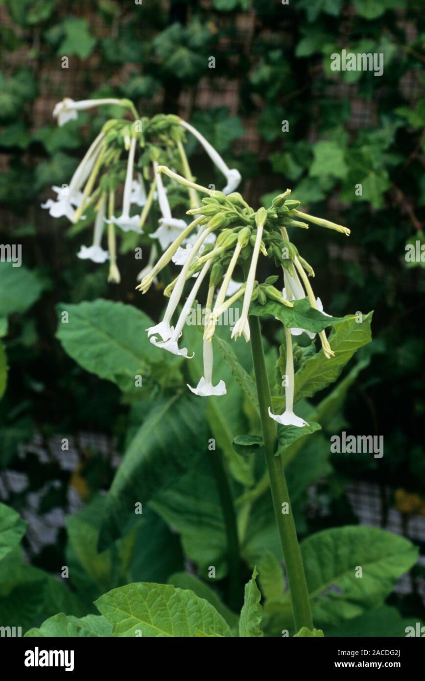 Woodland tobacco flowers (Nicotiana sylvestris). This plant is a member ...