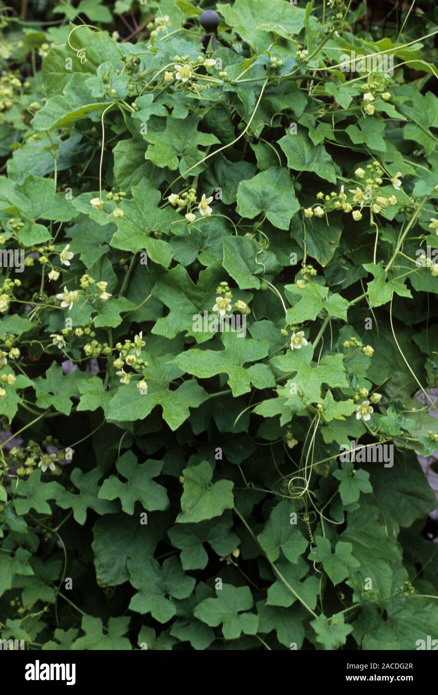 Cretan bryony (Bryonia cretica dioica). This perennial climbing plant ...