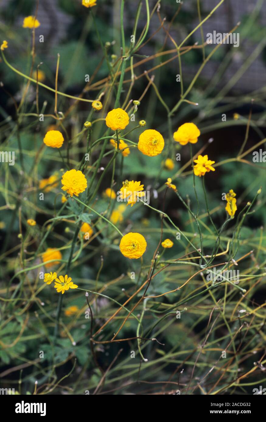 Meadow buttercup (Ranunculus acris 'Multiplex'). All parts of this ...