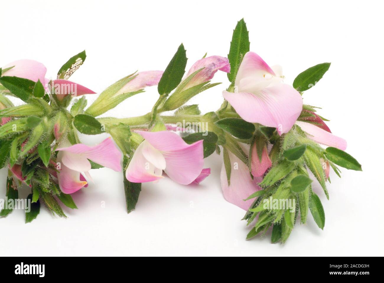 Spiny rest harrow flowers (Ononis spinosa). This plant is used in ...