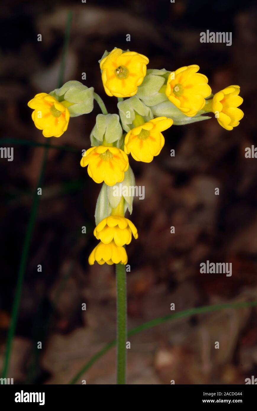 Cowslip (Primula veris). Extracts from this plant have been used in ...