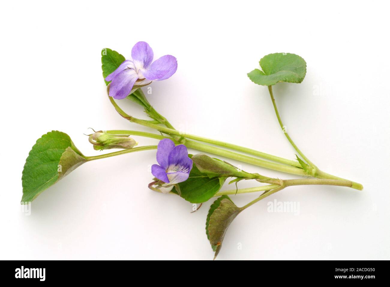 Sweet violet (Viola odorata). This plant has been used in traditional ...