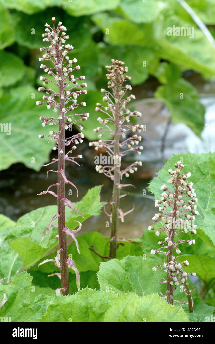 Butterbur flowers (Petasites hybridus). This plant has been used in ...
