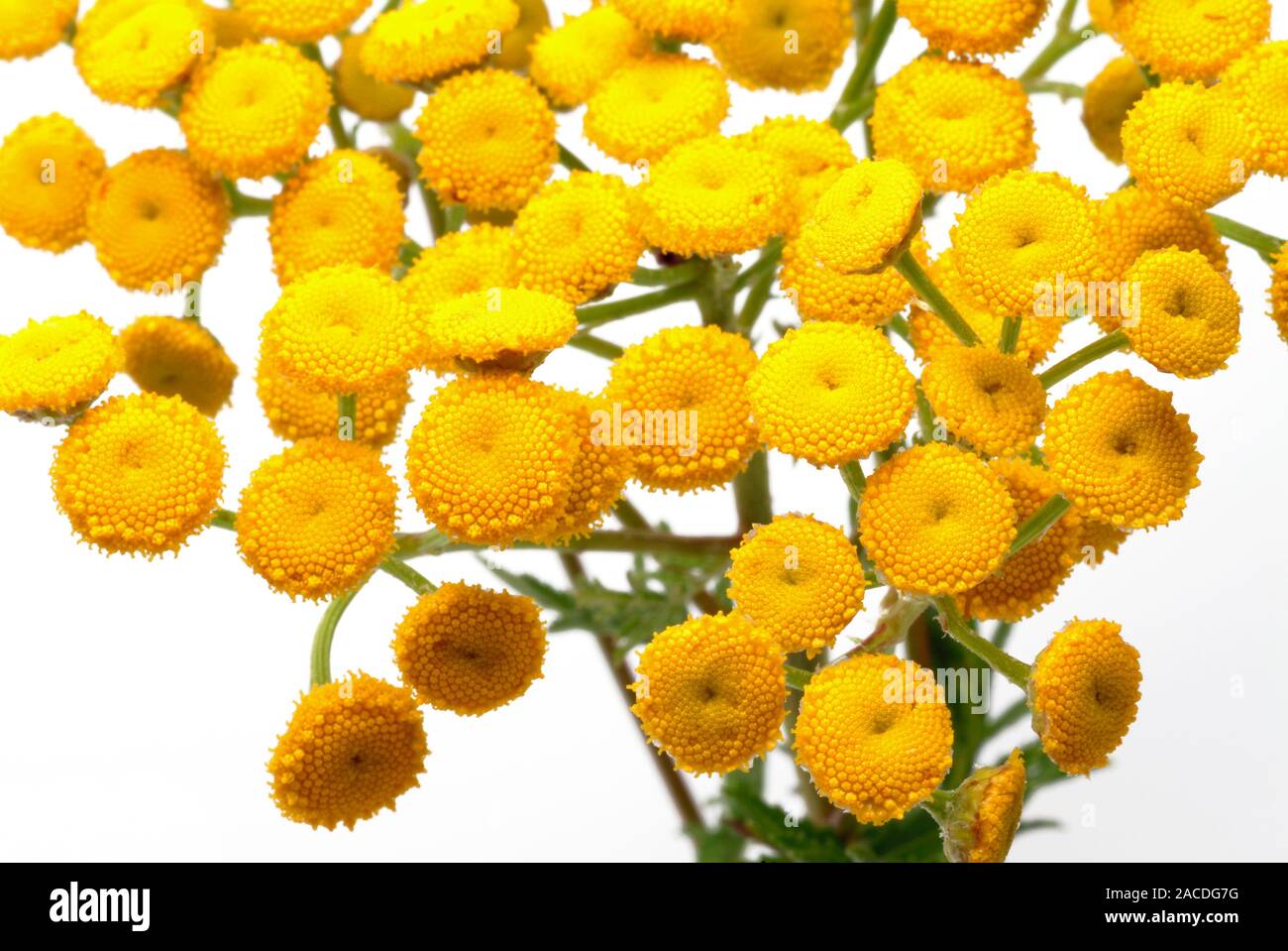 Tansy flowers (Tanacetum vulgare). This plant is used in herbal ...