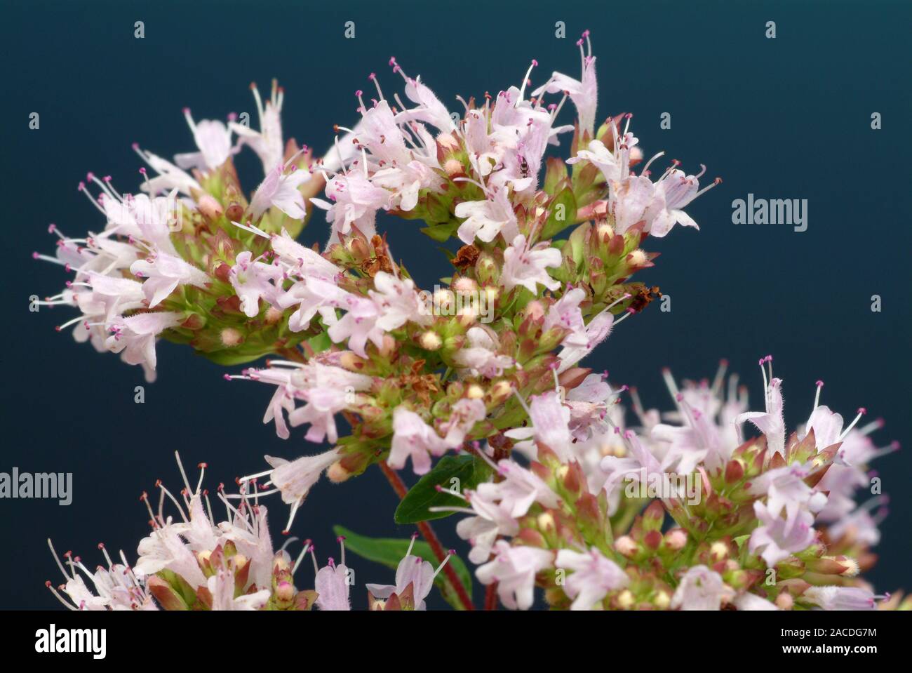 Oregano flowers (Origanum vulgare). This plant is mainly used as a ...