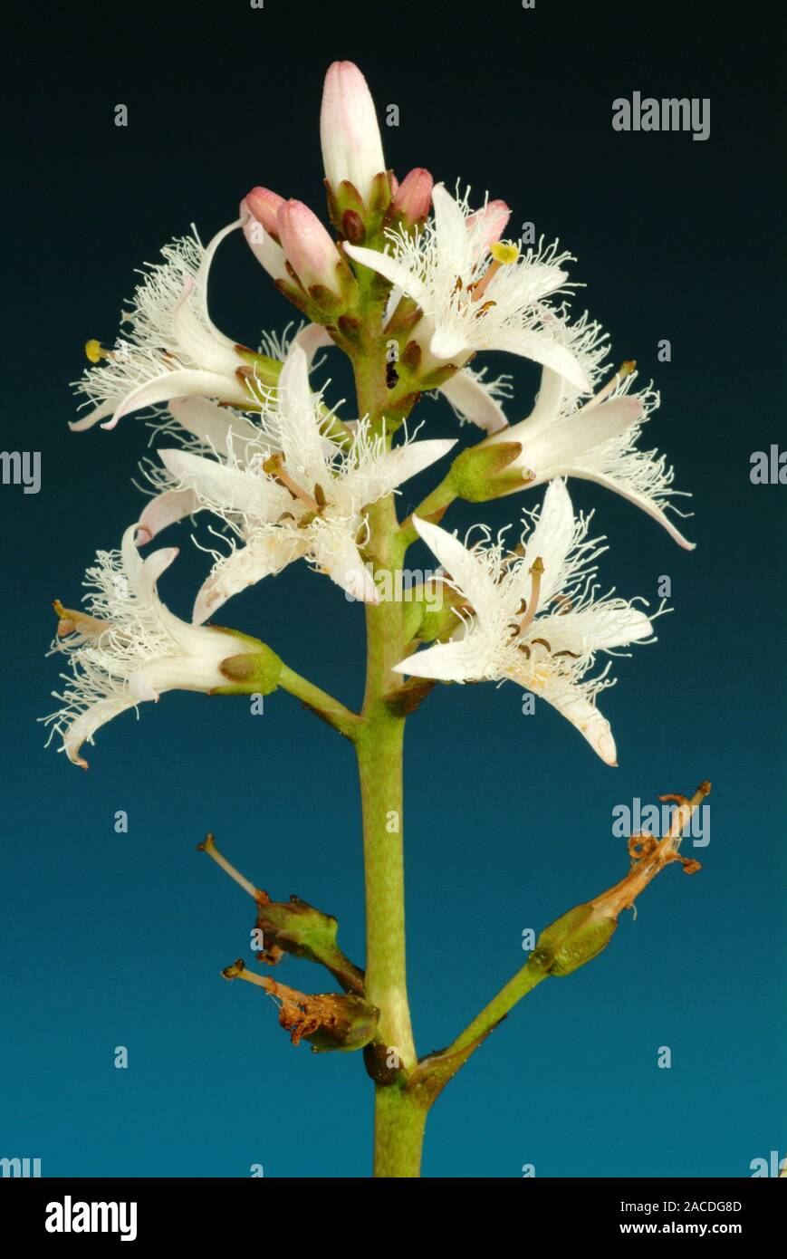 Bogbean flowers (Menyanthes trifoliata). This plant has long been used ...