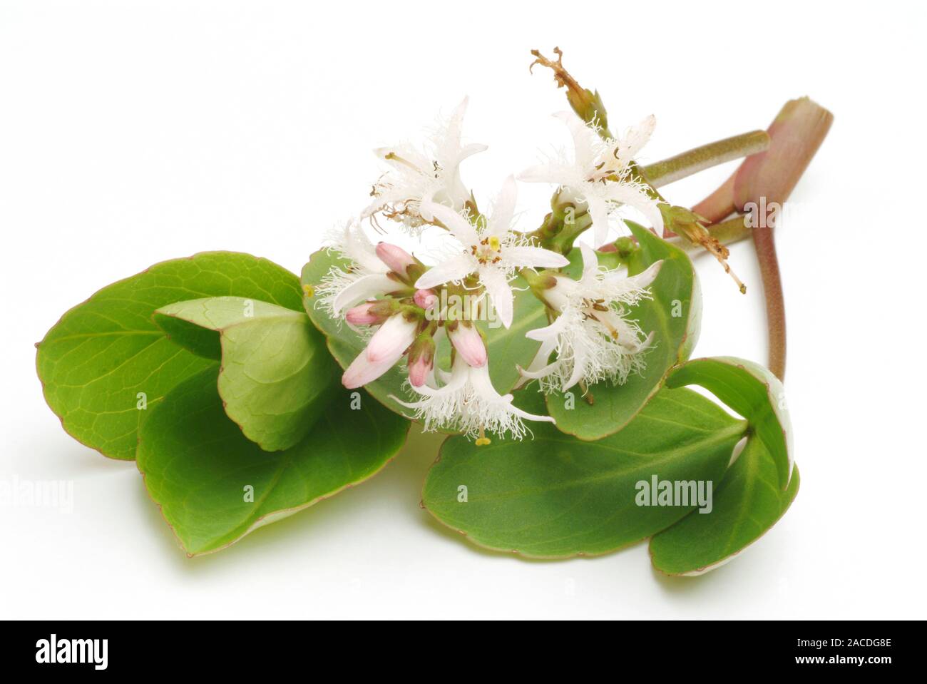 Bogbean flowers and leaves. Bogbean (Menyanthes trifoliata) This plant ...