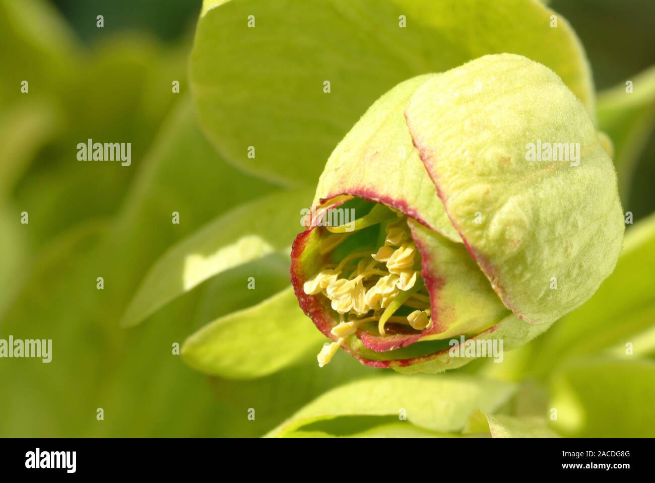 Stinking hellebore (Helleborus foetidus) flower. All parts of this ...