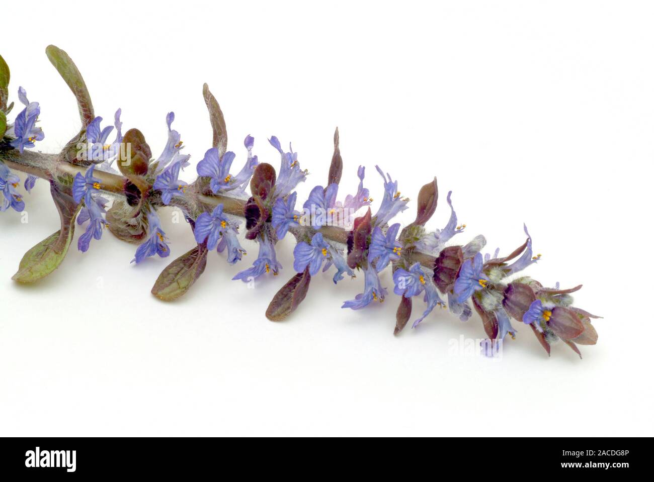 Common bugle (Ajuga reptans). This plant has long been used in herbal ...