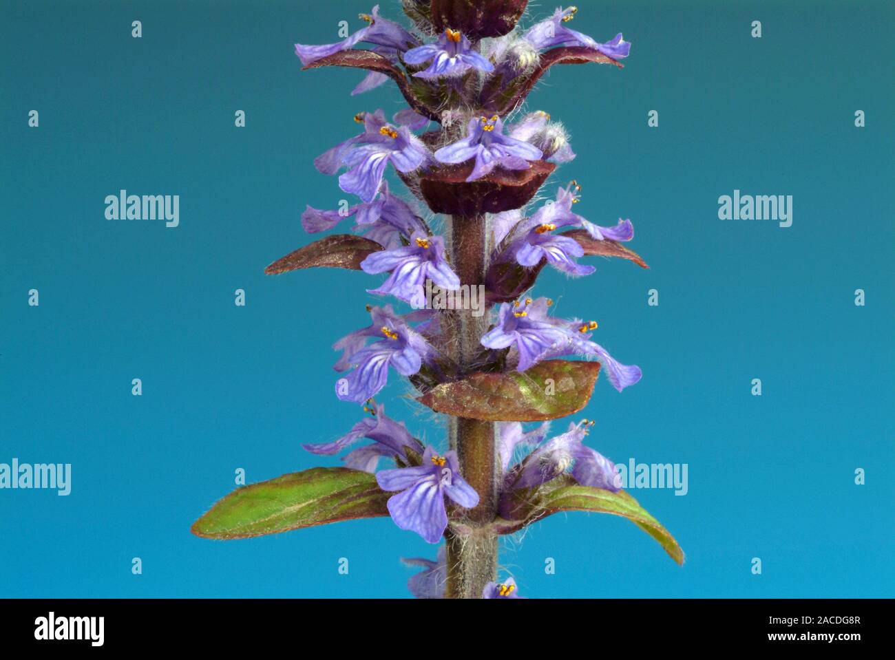 Common bugle (Ajuga reptans). This plant has long been used in herbal ...