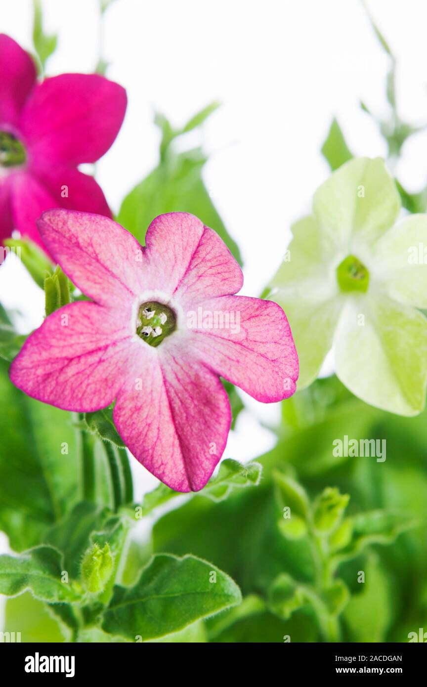 Tobacco plant (Nicotiana tabacum) in flower. This plant is native to ...