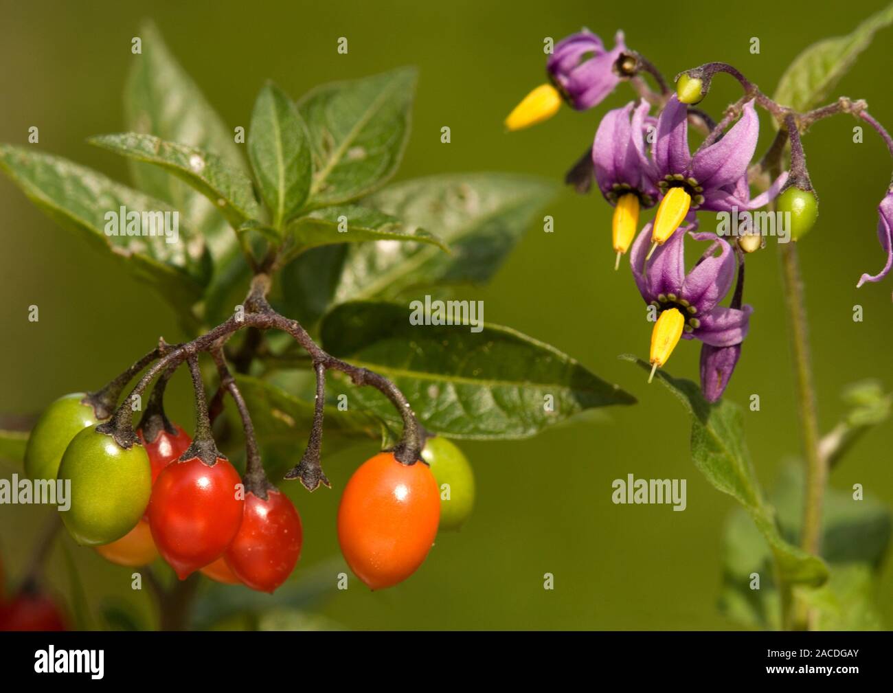 Bittersweet (Solanum dulcamara) flowers and fruits. All parts of this ...