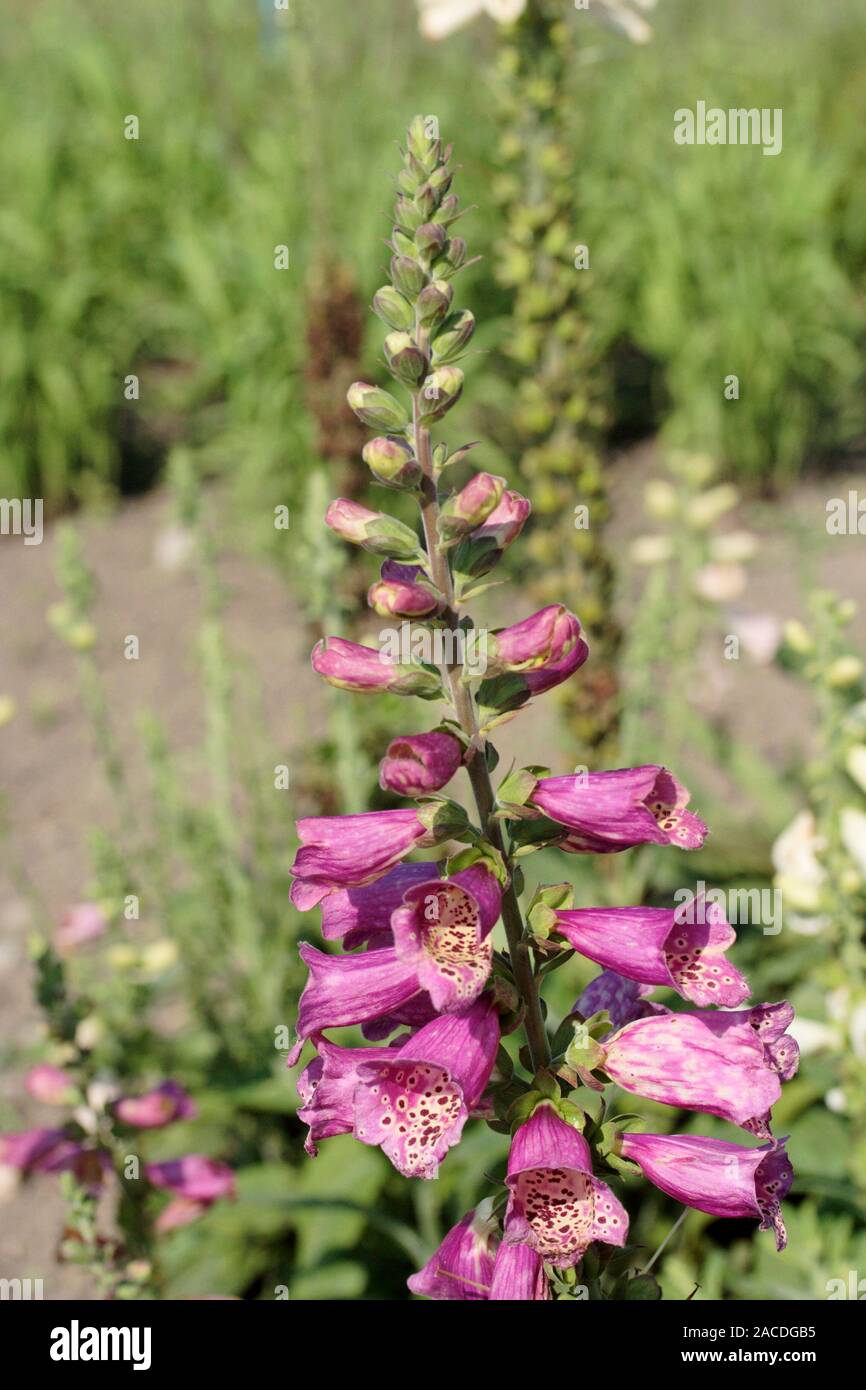 Foxglove flowers (Digitalis purpurea 'Camelot Rose' Stock Photo - Alamy