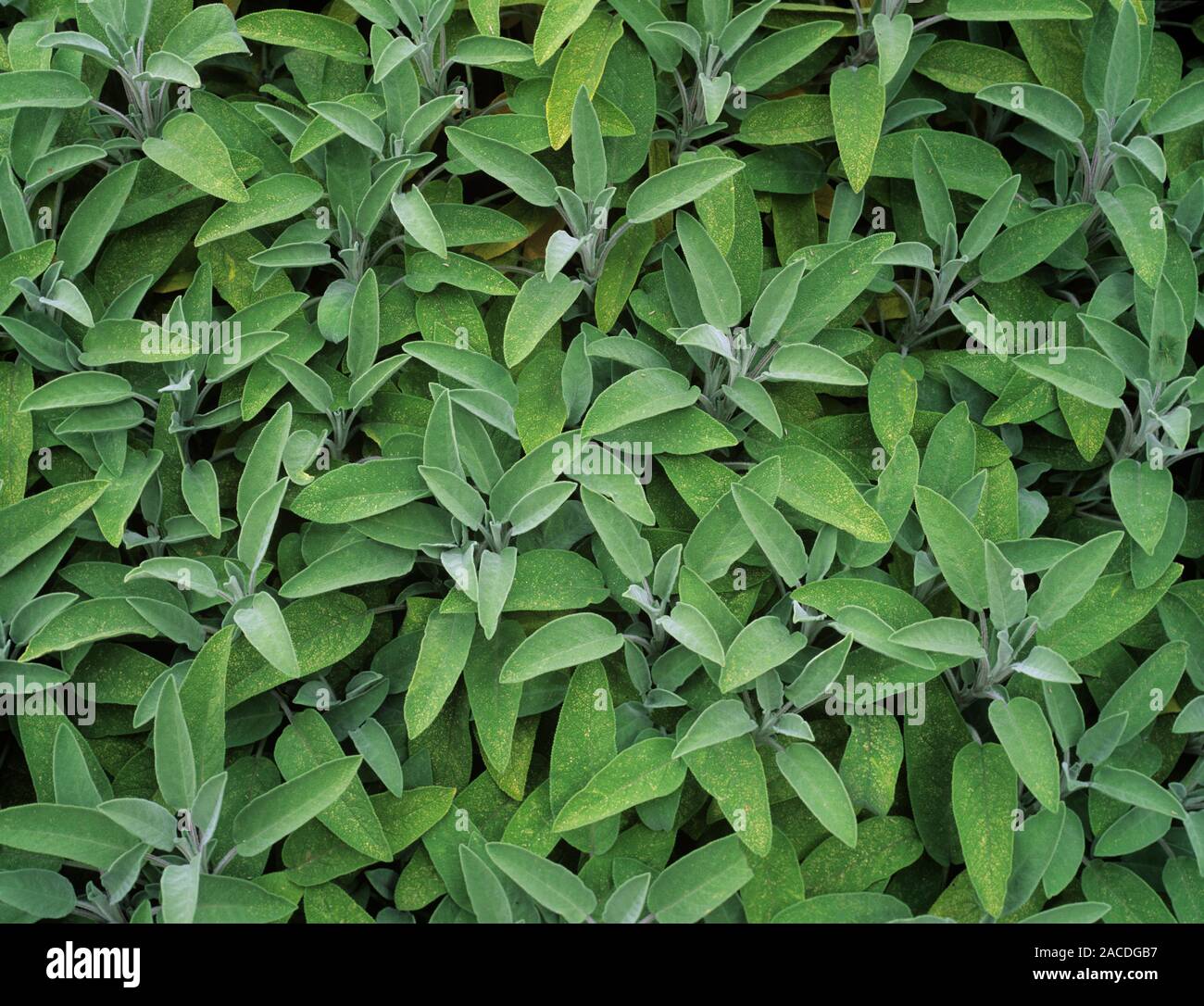 Sage foliage (Salvia officinalis Stock Photo - Alamy