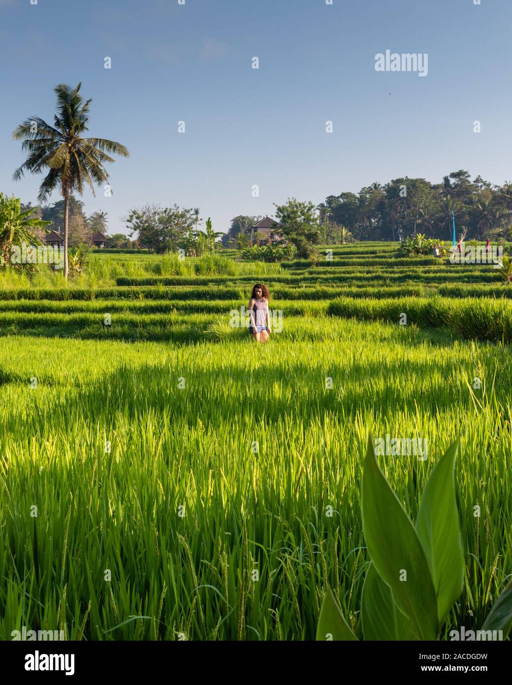 Girl on rice fields, Ubud, Bali Stock Photo - Alamy