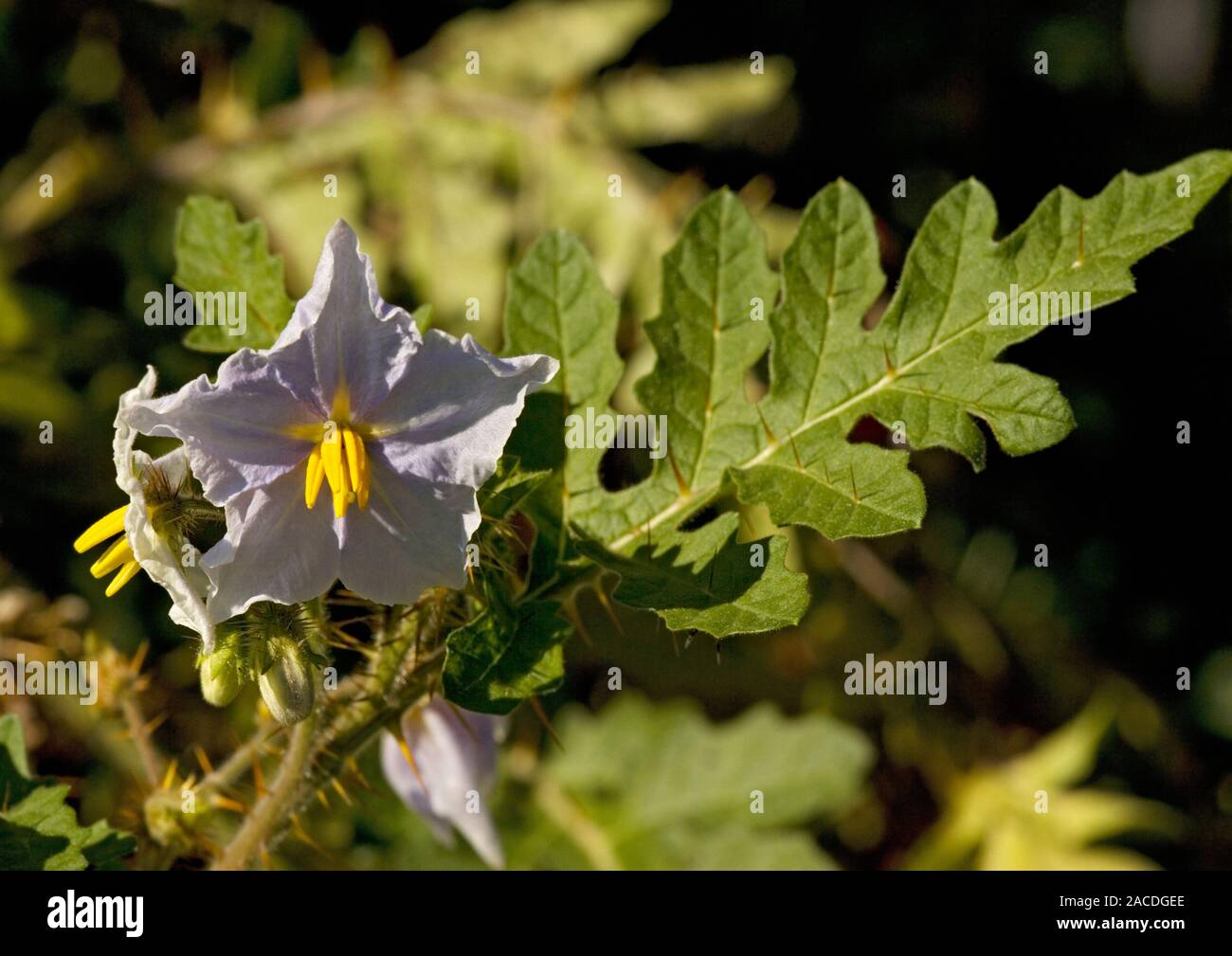 Sticky nightshade flower (Solanum sisymbriifolium). Photographed in ...