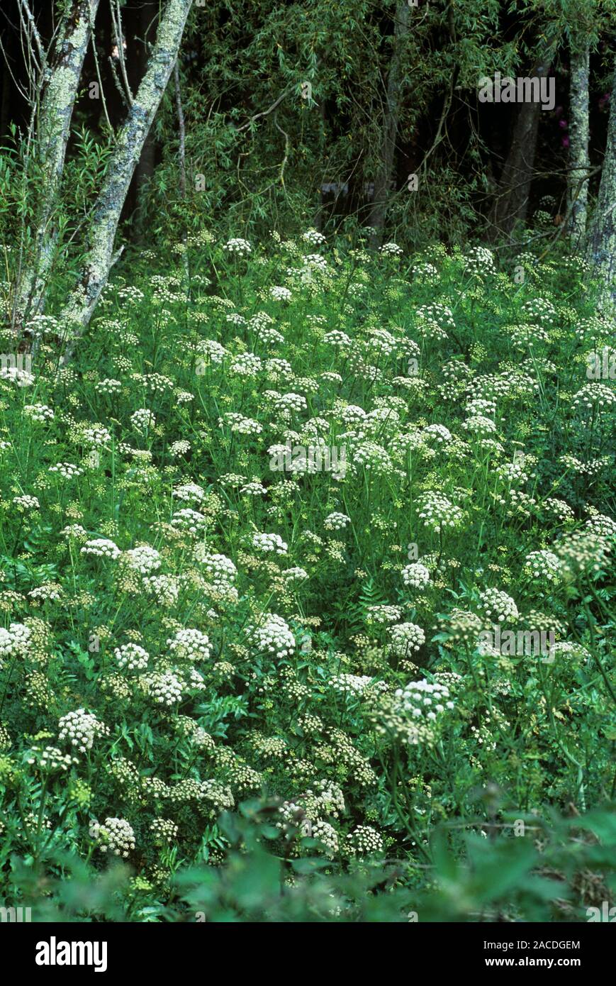 Yarrow flowers (Achillea millefolium) growing in a woodland Stock Photo ...