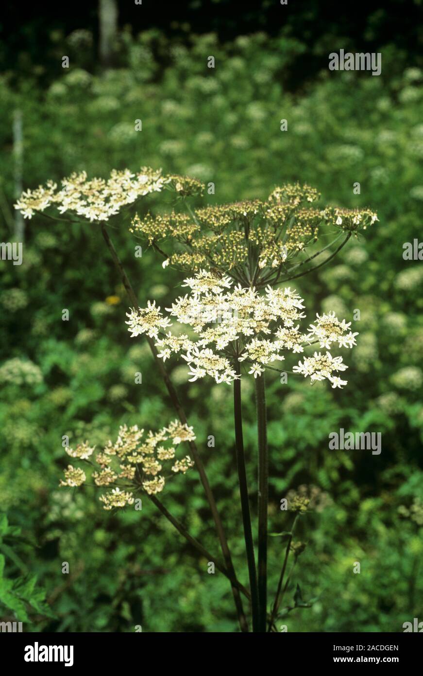Yarrow flowers (Achillea millefolium) growing in a woodland Stock Photo ...