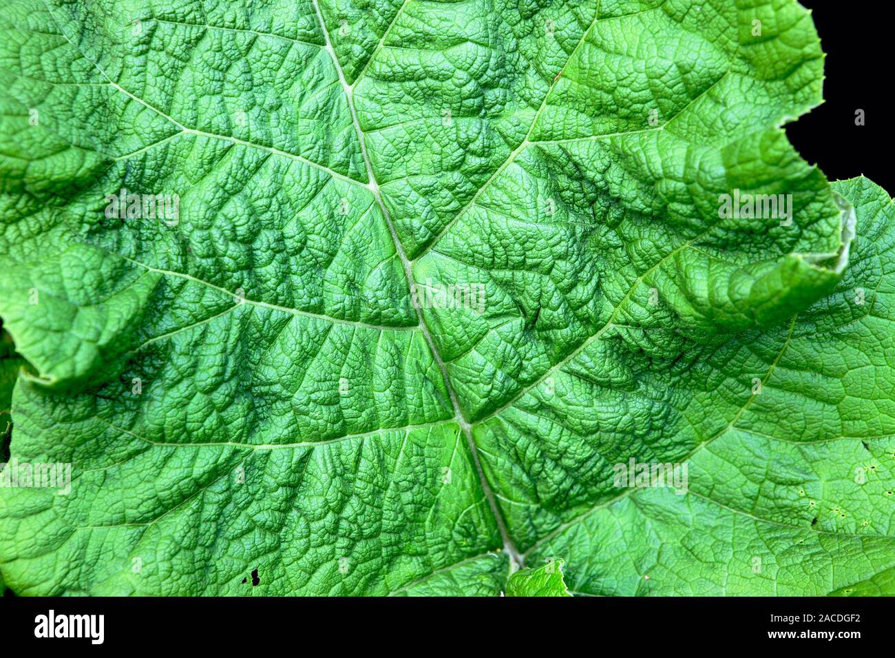 Burdock leaf (Arctium lappa). This plant has a number of uses in herbal ...