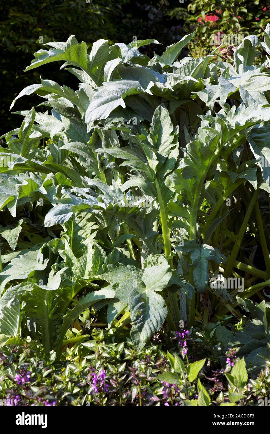 Cardoon plant (Cynara cardunculus). The leaves of this plant contain ...