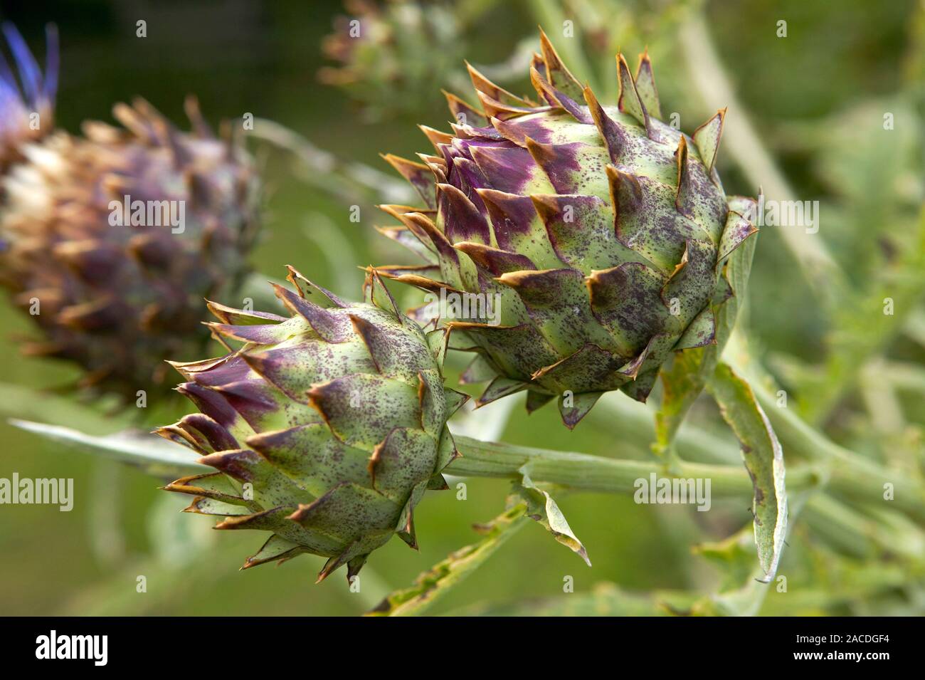 Cardoon flower buds (Cynara cardunculus). The leaves of this plant ...