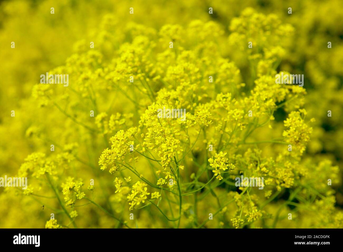 Woad flowers (Isatis tinctoria). Historically, this plant was ...