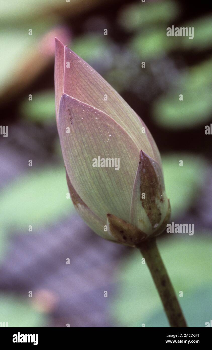 Sacred lotus flower bud (Nelumbo nucifera). The sacred lotus is one of ...